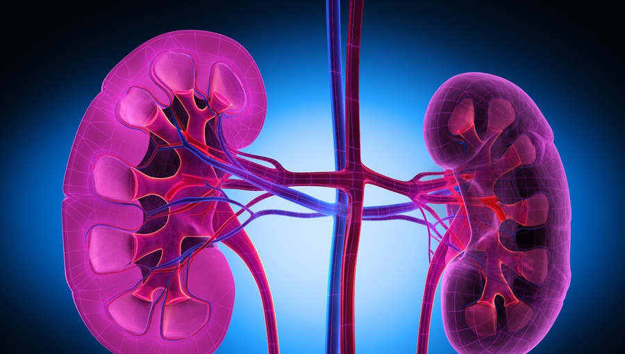 Trapianto di rene, scoperta una possibile soluzione al rigetto dell ...